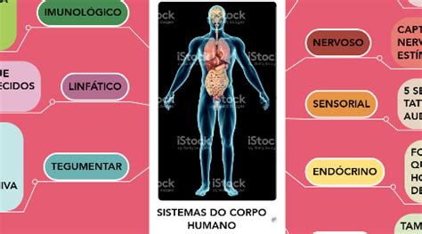 SISTEMAS DO CORPO HUMANO MindMeister Mapa Mental