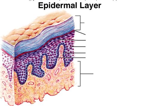 Layers Of The Epidermis Diagram Quizlet