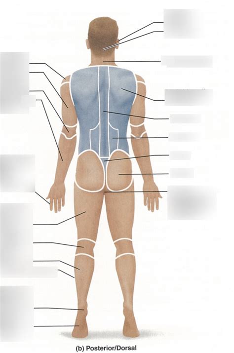 Posterior Dorsal Regional Terms Diagram Quizlet