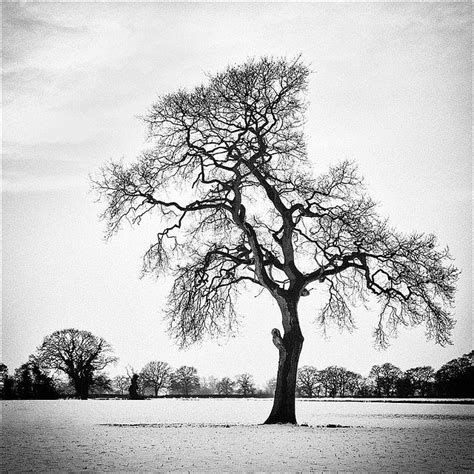 Skis Clipart Black And White Tree