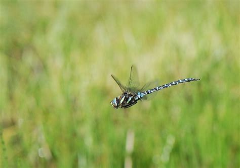 Réf 36837 INSECTA Odonata Aeshnidae Aeshna juncea