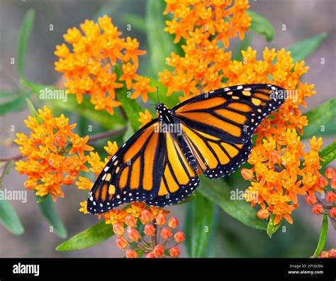 A Monarch Butterfly Danaus Plexippus Feeding On Milkweed Asclepias