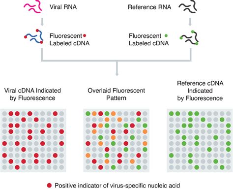 Nucleic Acid Hybridization Using Microarray Viral CDNA And Reference