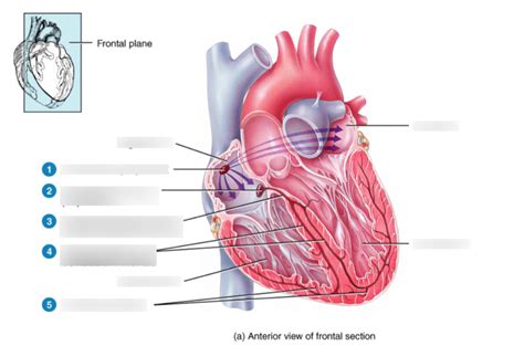 Ansc Cardiac Conduction System Diagram Quizlet