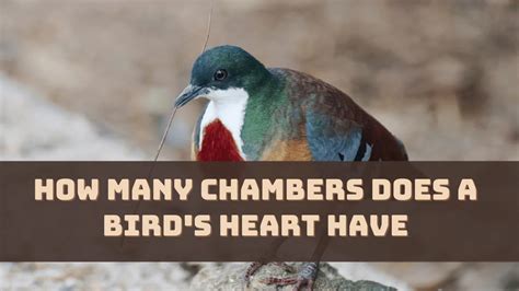 How Many Chambers Does A Bird S Heart Have