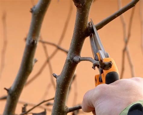 Tailler un mûrier quand et comment faire pour augmenter la production