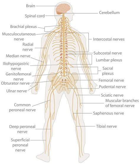 Diagram Of The Nervous System