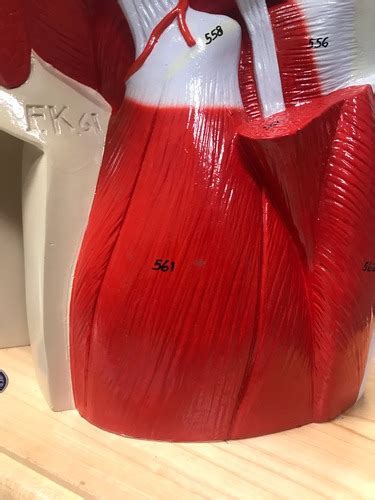 Muscles On Torso Model Thigh Flashcards Quizlet