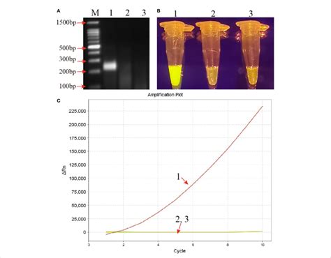 Confirmation And Validation Of The Mp Rpa Crispr Assay A