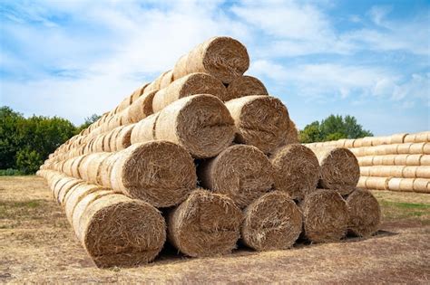 Fardos De Heno En El Campo Muchos Fardos De Heno Se Apilan En El Campo