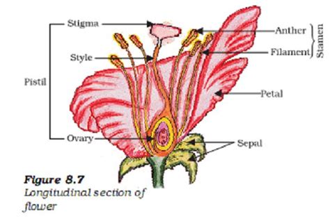 Draw A Labelled Diagram Of The Longitudinal Section Of A Flower Studdy
