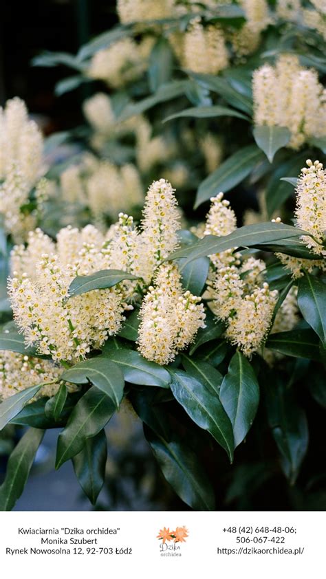 Laurowiśnia uprawa podlewanie rodzaje znaczenie Dzika Orchidea