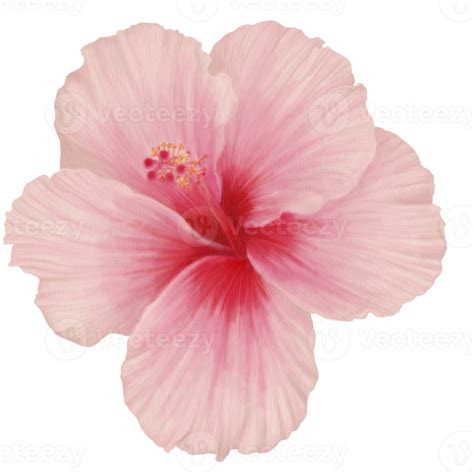 rosa hibiskusblüten blühen vorderansicht aquarell 10989081 PNG