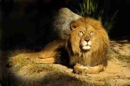 Top 72 Imagen Predica Daniel En El Foso De Los Leones Abzlocal Mx
