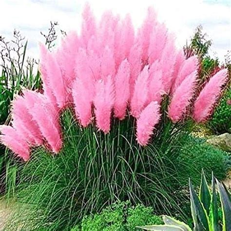 Amazon Pink Pampas Grass Seeds 100 Seeds Ornamental Grass For