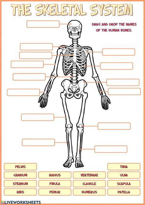 Printable Skeleton Labeling Worksheet