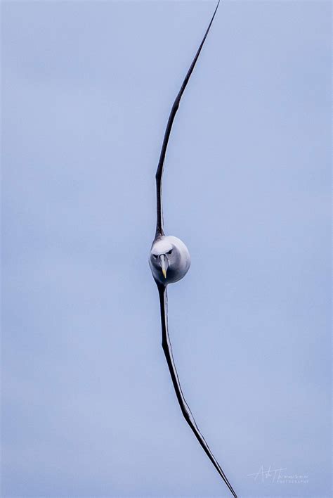 Best Albatross Images On Pholder Golf Nature Is Fucking Lit And