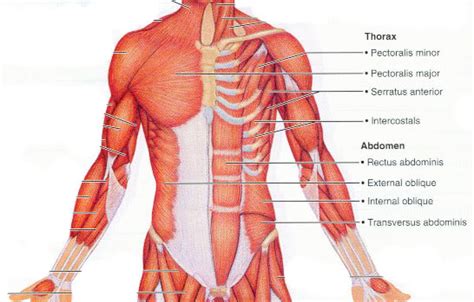 Muscles Of The Anterior Thorax And Abdomen Isaiah S Anatomy Website