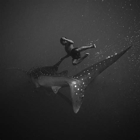 Подводные фотографии морских животных от Хенгки Коентжоро Hengki