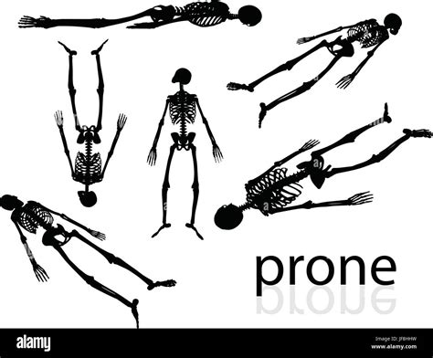 Skeleton Silhouette In Prone Pose Stock Vector Image Art Alamy