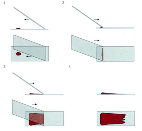 Cytology Flashcards Quizlet