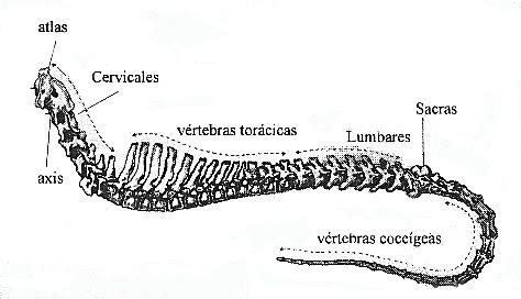 Anatom A Veterinaria Columna Vertebral