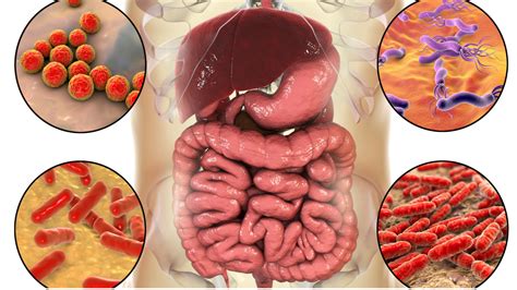 Proyecto de Microbioma Humano en qué consiste Microbioma Lab