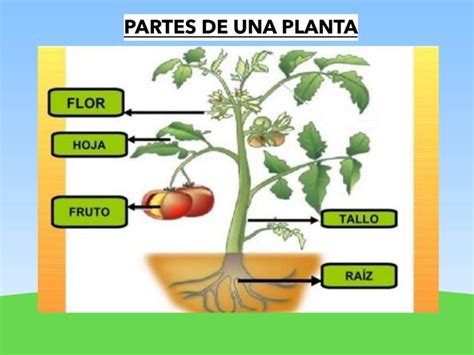 LAS PLANTAS Juegos online gratis para niños en primero de primaria por