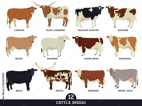 Set Of Twelve Popular Cattle Breeds Flat Vector Illustrations Isolated