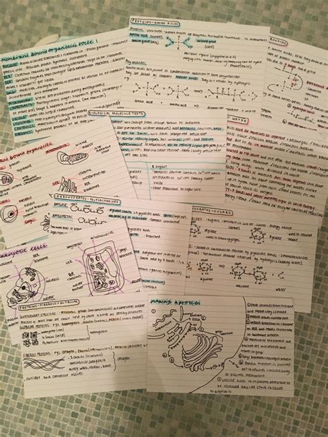 A Level Biology Flash Cards Artofit