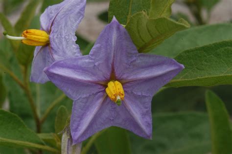 Solanum L Plants Of The World Online Kew Science