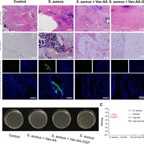Van AA OGP Hydrogel Promotes Osteogenic Differentiation In Vitro A