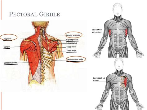 Pectoral Girdle Anatomy Bones Muscles Function Diagram