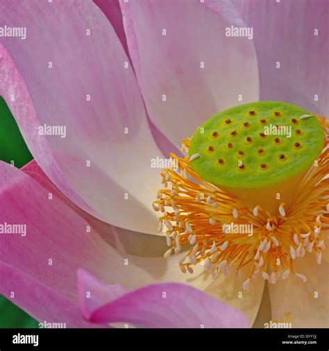 Wet Flower Closeup Hi Res Stock Photography And Images Alamy
