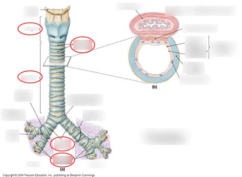 Lab Trachea Diagram Biol Diagram Quizlet