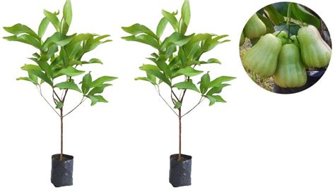 Jual Bibit Jambu Air Madu Deli Hijau MDH Super Genjah Di Seller Sentra