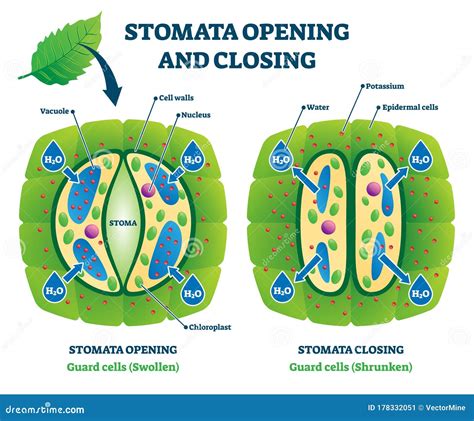 Stomata Opening And Closing Vector Illustration Labeled Educational