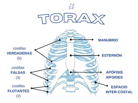 Intentar Viva Gastos Generales Las Partes Del Torax Incesante Decidir
