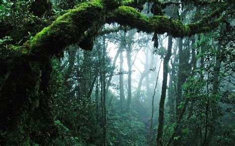 Free Rainforest Wallpapers Wallpaper Cave Atelier Yuwa Ciao Jp