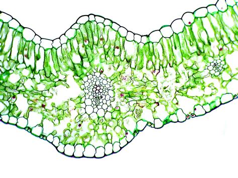 Transverse Section Of Monocot Leaf