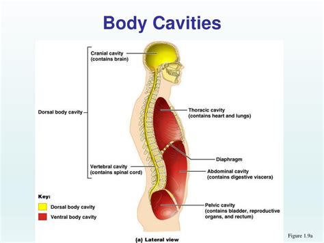 PPT The Human Body Anatomical Regions Directions And Body Cavities