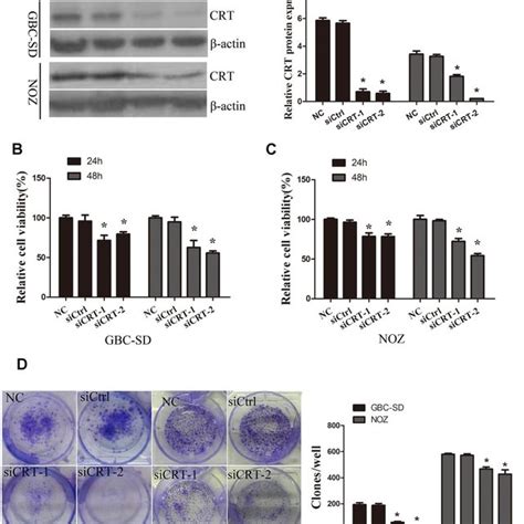 Knockdown Of CRT Significantly Inhibits Cell Migration In Vitro A