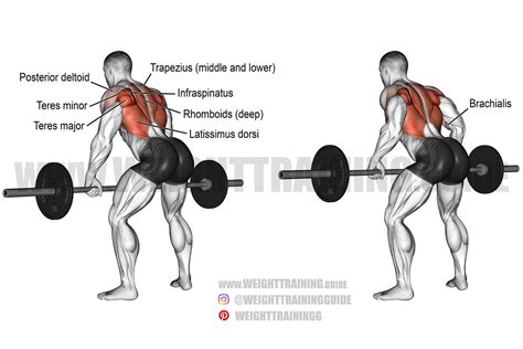 Bent Over Barbell Row Exercise Guide And Video Weight Training Guide
