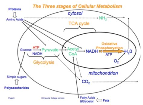 Metabolic Pathways And ATP Production 1 Flashcards Quizlet