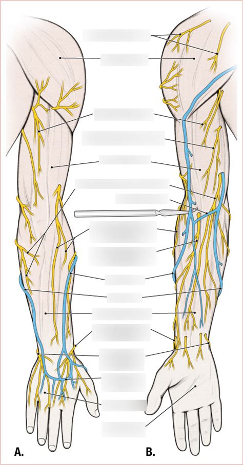 Superficial Veins And Cutaneous Nerves Of The Upper Limb Diagram Quizlet