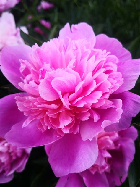Pfingstrose Blume Pflanze Kostenloses Foto Auf Pixabay Pixabay