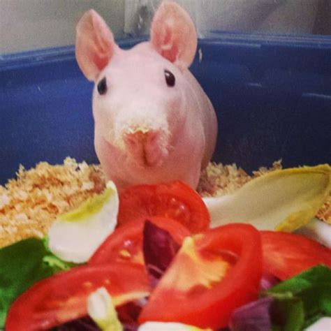 Naked Guinea Pig Poses With All His Favorite Foods The Dodo