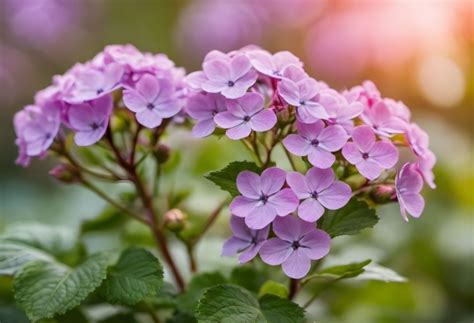Hydrangea Flower Blossom Macro Free Stock Photo Public Domain Pictures