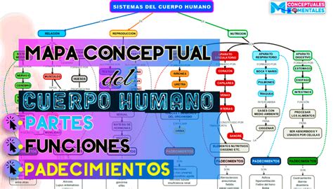 Mapa Conceptual Del Cuerpo Humano Con Todos Sus Sistemas