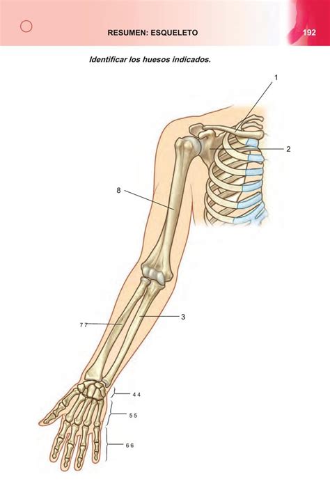Miembro superior Flashcards Gray Anatomía para estudiantes uDocz en
